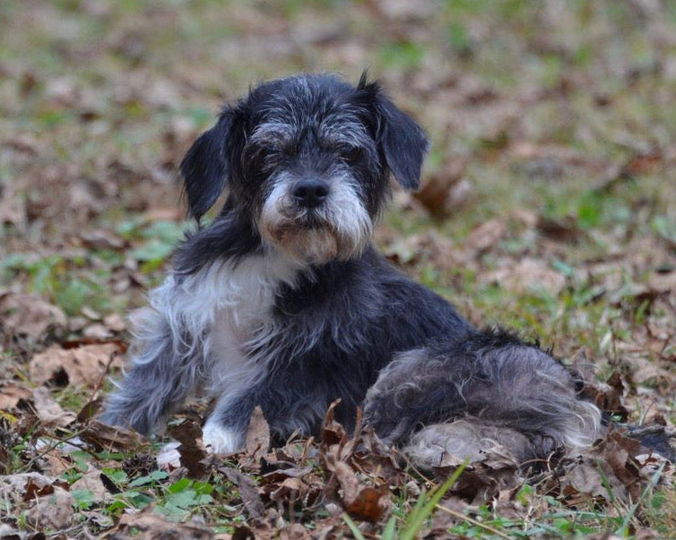 Frannie's Legacy Campaign at Frankie and Andy's Place – The Ministry of Dog